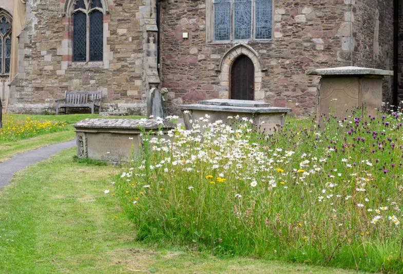 Join in churchyard nature count - The Church in Wales